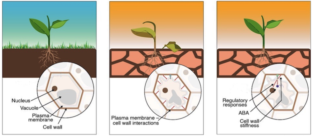 ERC SYNERGY Project HYDROSENSING – Functional Plant Biology